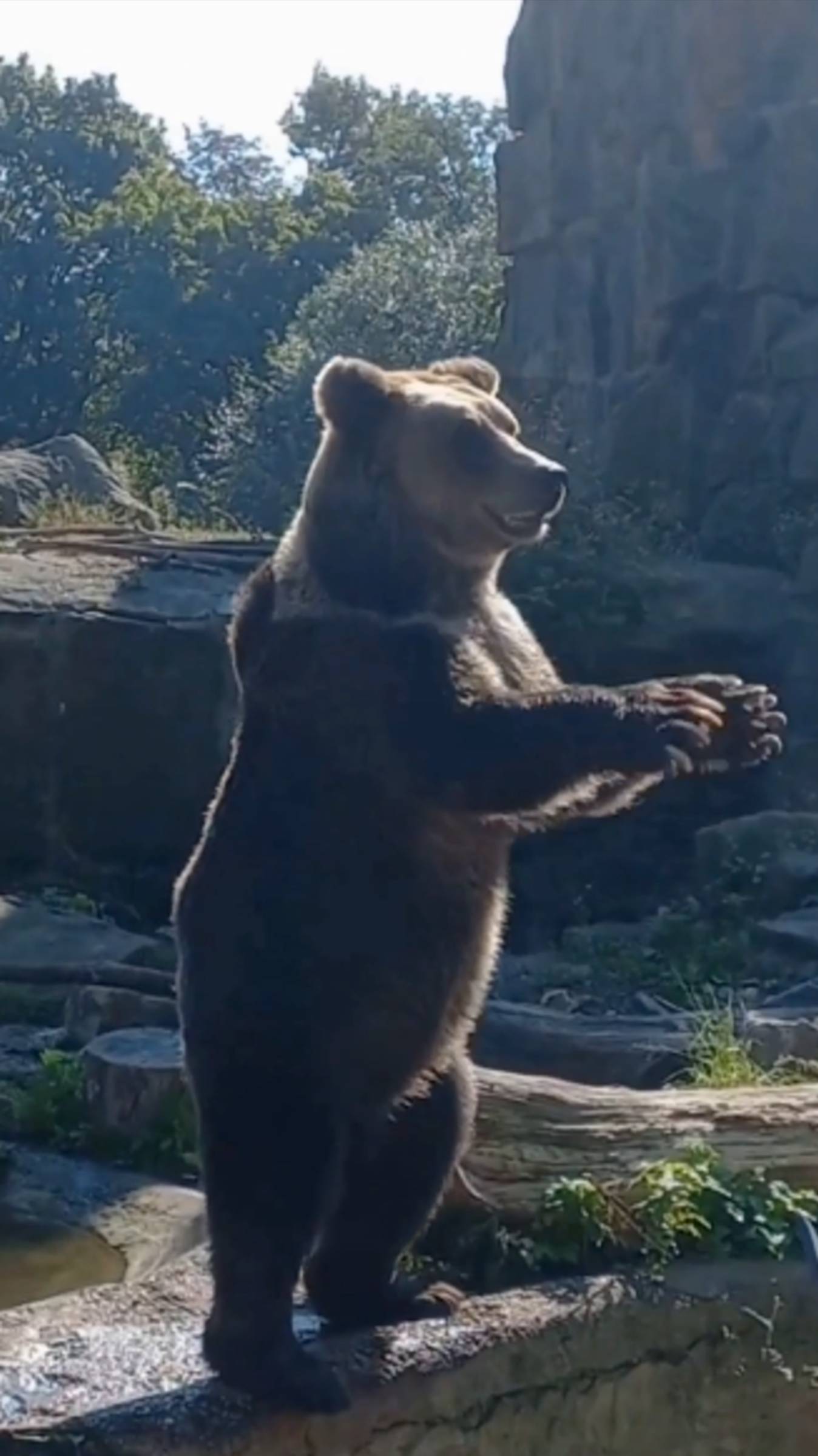 Медведи встают в полный рост. Близкая съемка #STR