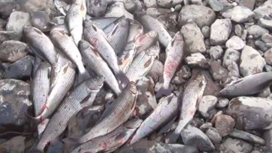 ХАРИУС Атакует БАЛДА РУЛИТ!!! Ведро Хариуса с ОДНОГО ЗОЛОТОГО места реки Тайги Сибири Рыбалка 2025