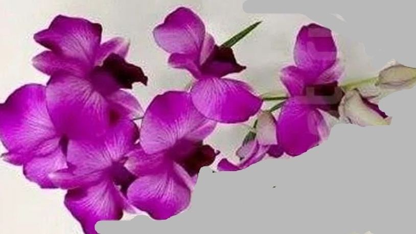 П-15. Ч-1. Распаковка посылки с  раскошным Драконом