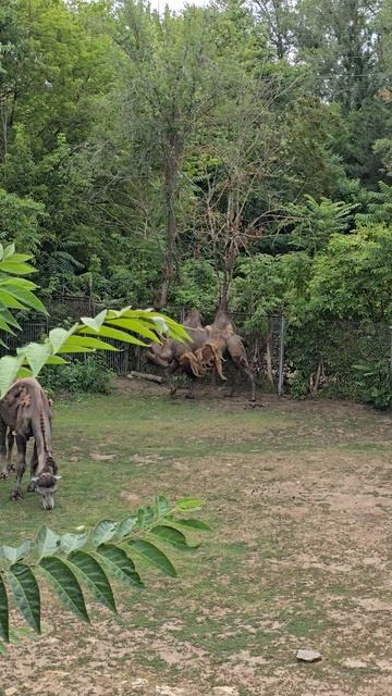 Верблюды в зоопарке Ростова-на-Дону