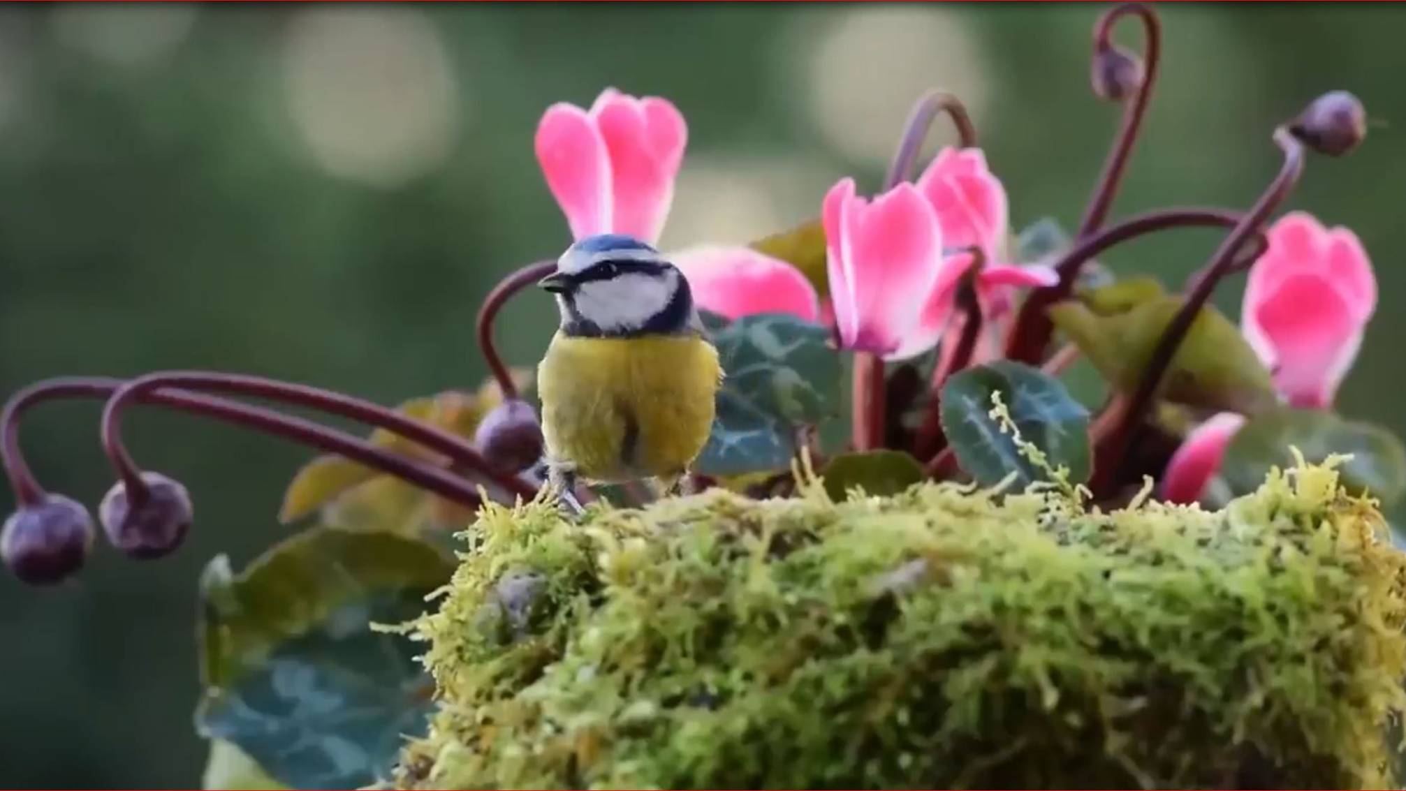 СБОРНИК МУЗЫКИ ДЛЯ ДУШИ-РЕЛАКС - HD