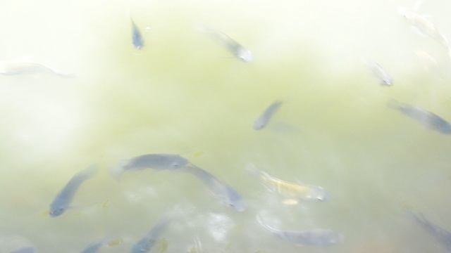 Рыбки,черепашки и утки-Накормим всех!Центр буддизма Наньшань!