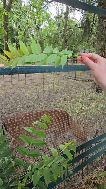 Кормление оленей