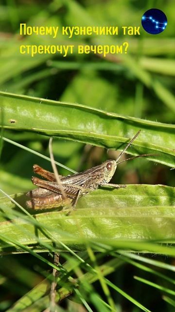 Кузнечики умеют предсказывать!