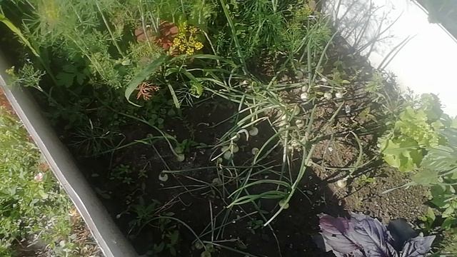 Эх, лук-лучок!