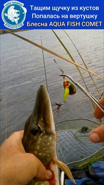 Тащим щучку из кустов. Попалась на вертушку FISH COMET