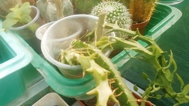 Каудексное растение Талинум