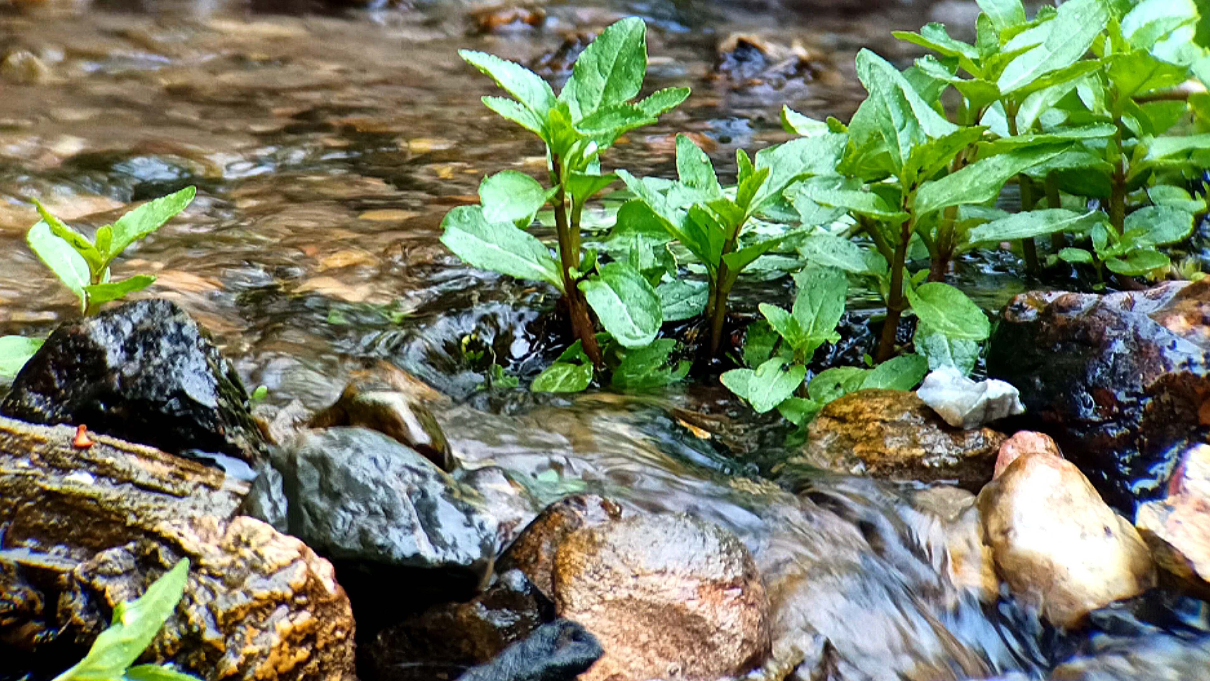 Релакс Медитация Быстрый сон Живой звук летнего ручья