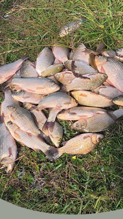 Рыбный день. Отличный улов