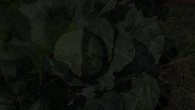 КАПУСТА РАННЯЯ  ПОСАДКА - ВЫРАЩИВАНИЕ- УХОД