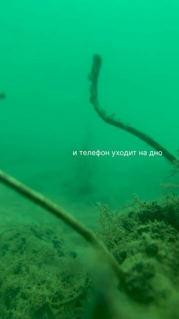 Крабу повезло ненадолго обзавестись айфоном и записать видосик про себя красивого