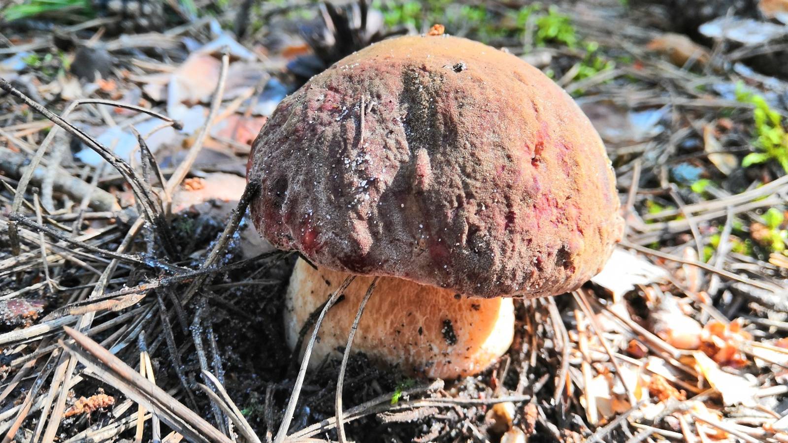 Первый сбор боровиков 2025! Лес радует лисичками, маслятами и сыроежками!