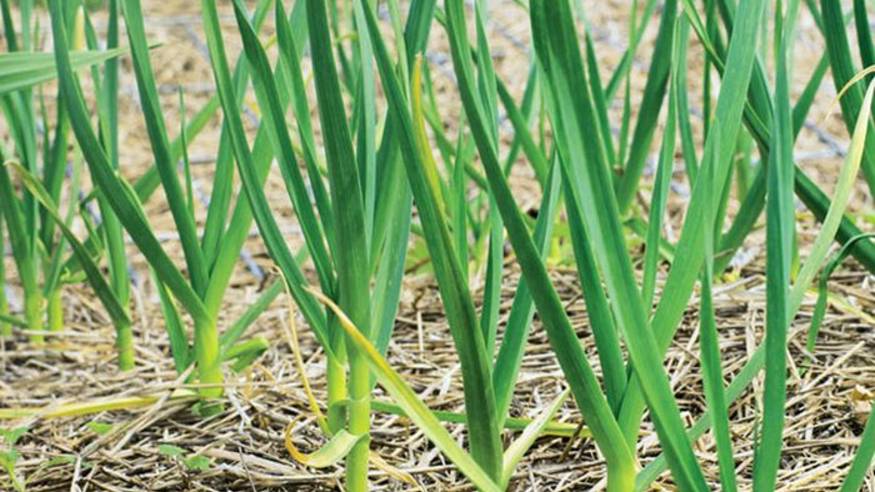 Завершающая подкормка чеснока для наращивания головки.