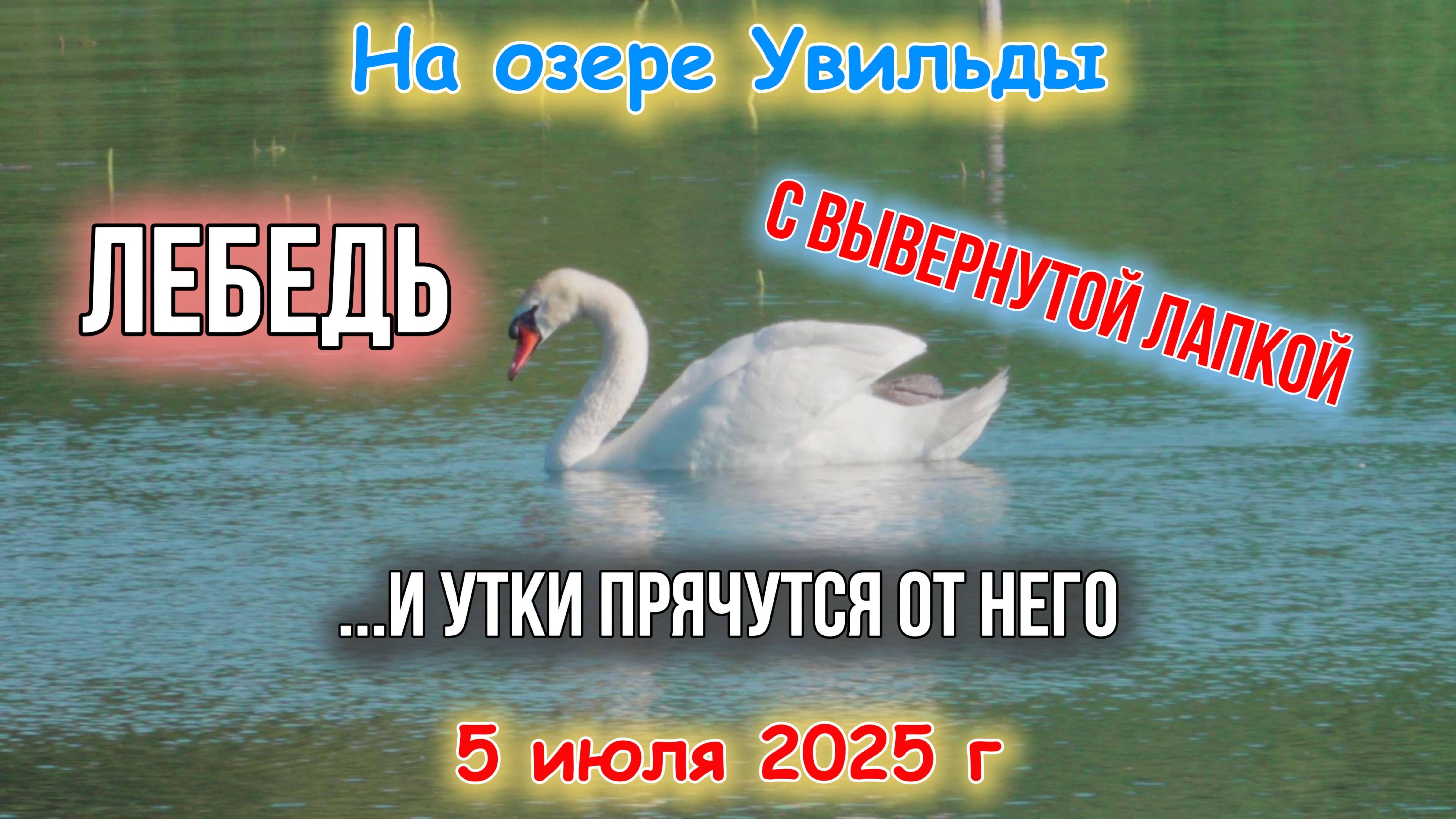 Лебедь пугает уток 5 июля 2025 г