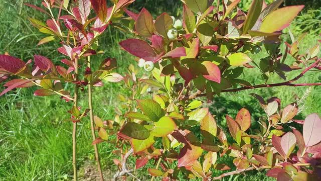 Выращивание голубики. Как правильно сохранить необходимую кислотность почвы