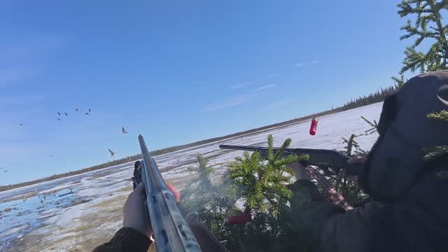 Охота на гусей с отцом. Ждем гусей. Охота на гуся