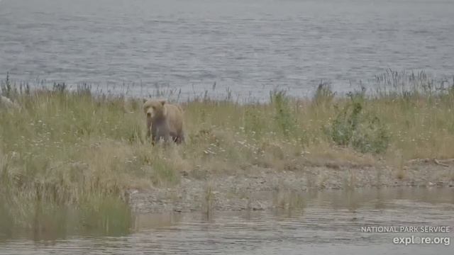 Путешествие медвежат продолжается- мама идет дальше