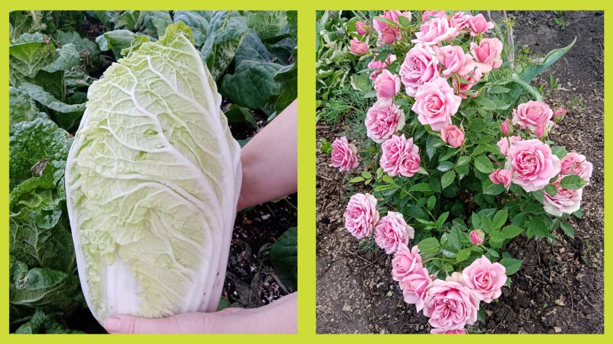 10.07.2025 ДАЧНАЯ ХРОНИКА.