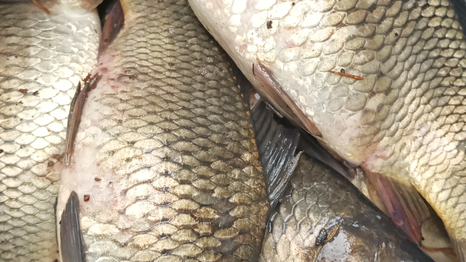 Рыбалка на поплавок, ЛЕЩ И КАРП!