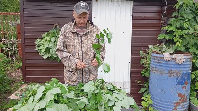 Как правильно вязать веники из липы для бани, сауны