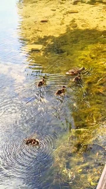 Жизнь продолжается