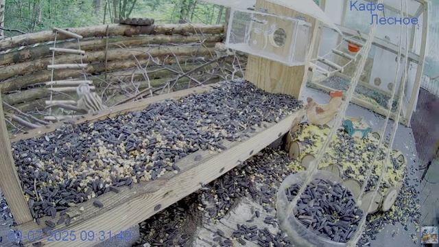 Бурундук пользуется моментом-пока белочки нет-покушать