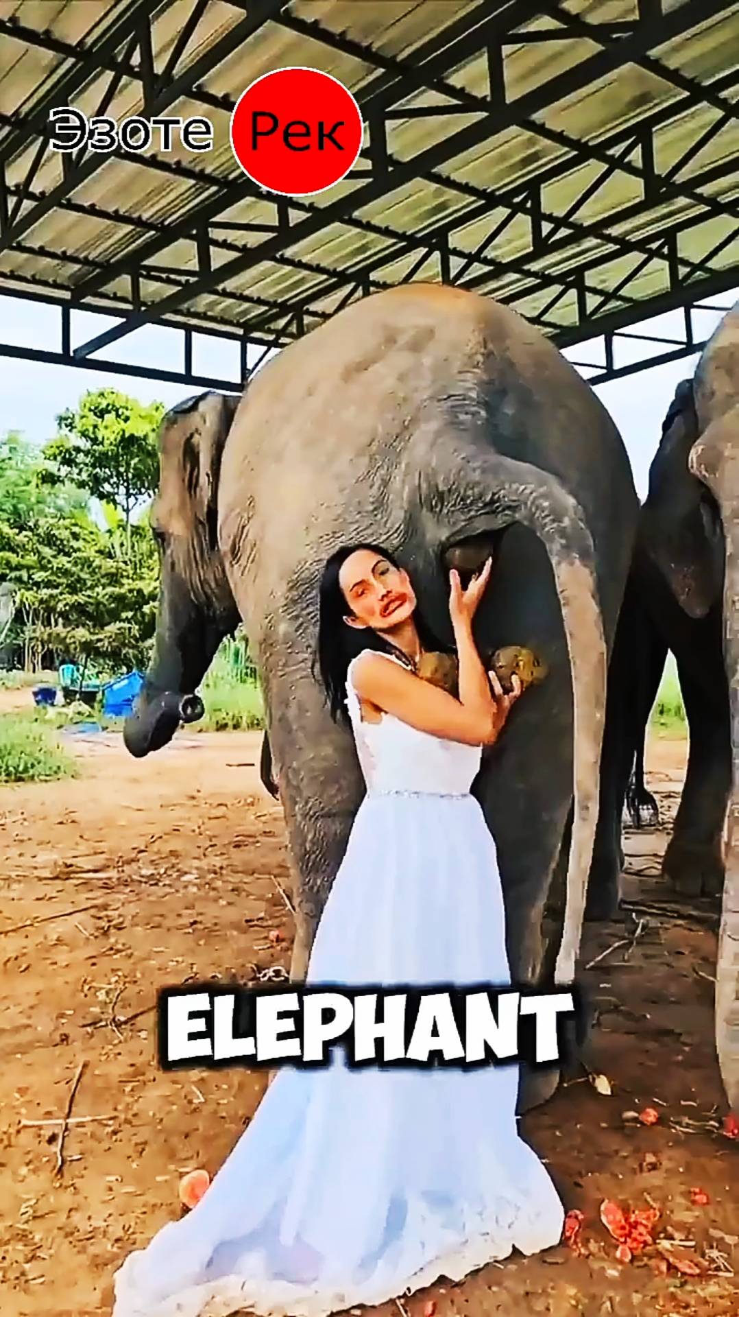 Кофе из попы слона