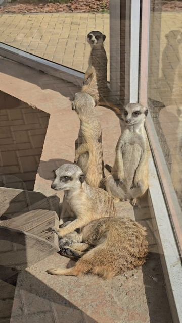 Сурикаты зоопарк Ростова-на-Дону