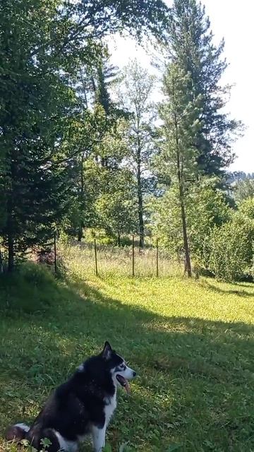 Бим смотрит вдаль