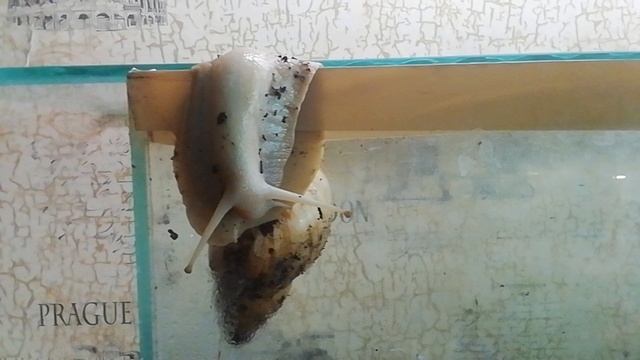 Уля- наша улитка-ахатина