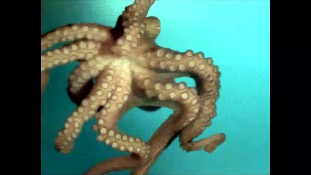 Подводный мир - Развивающий мультик про обитателей океана для детей 1-3 лет