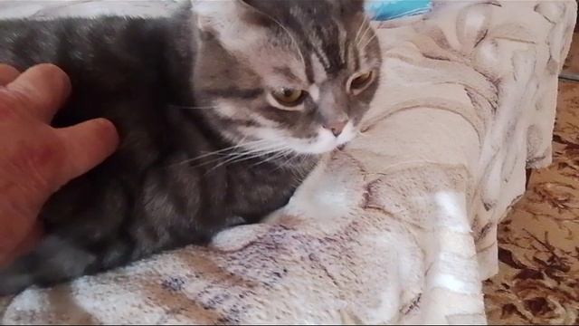 Разговариваю с Барсиком