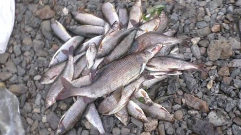 КАЖДЫЙ ЗАБРОС ХАРИУС!!! И Подбор Обманки на Хариуса  Рыбалка 2025 Муха Мушки Хариуса Тайга Охота Лес