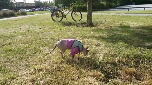 Сфинкс, который терпеть не может траву.