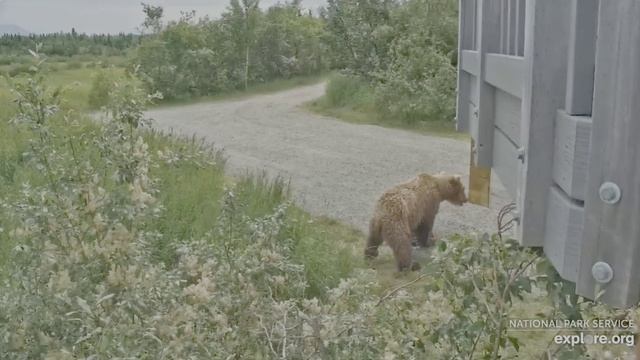 Мама с двумя маленькими медвежонками пришла рыбку ловить