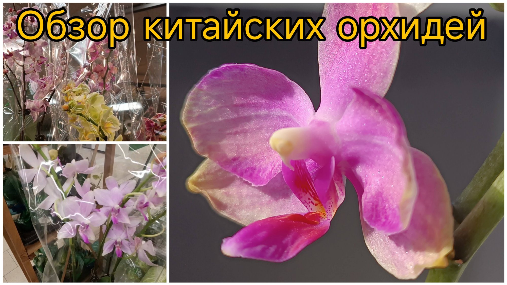 Обзор ОРХИДЕЙ в продуктовых магазинах 😍❤️🥰 Моя НОВИНКА ☺️ #орхидеи