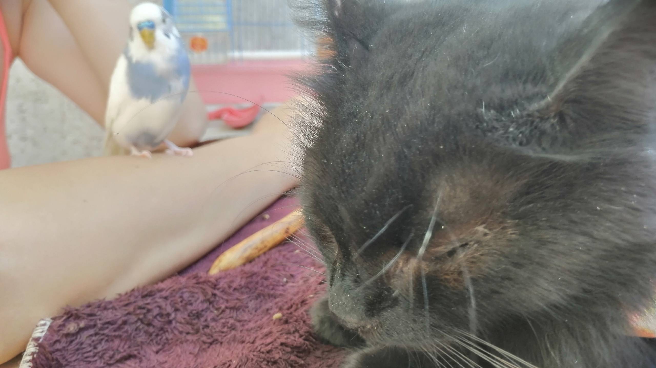 Кошечка дружит с попугаем