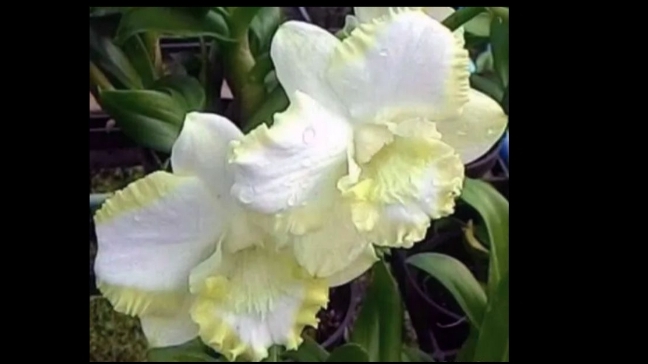 П-14 Ч-2. Дендробиум White Doremee без корней. Реанимация. Спустя 22 дня после получения и посадки