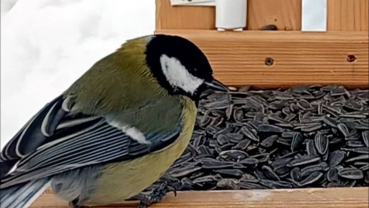 Синички на кормушке