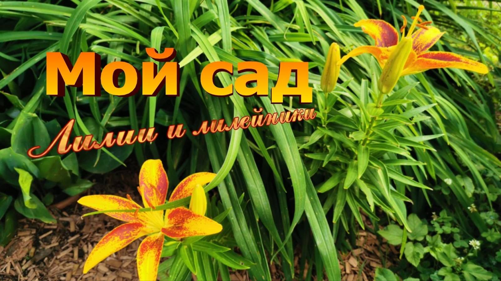 Островок моей Души___МОЙ САД___Лилии и лилейники