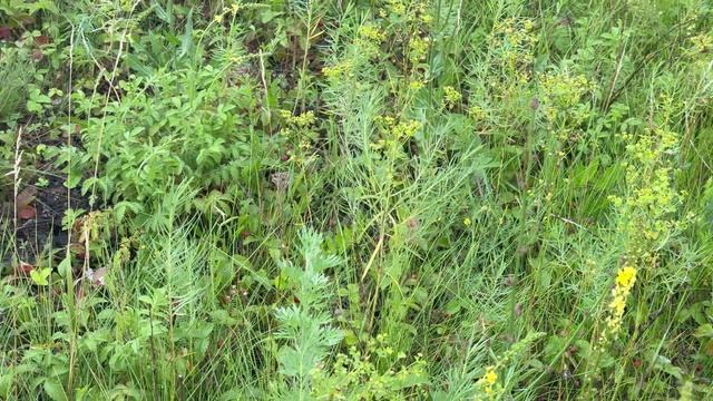 Охота на сурка в Самарской области | Мой новый рекорд 433 метра