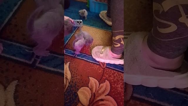 котята гуляют