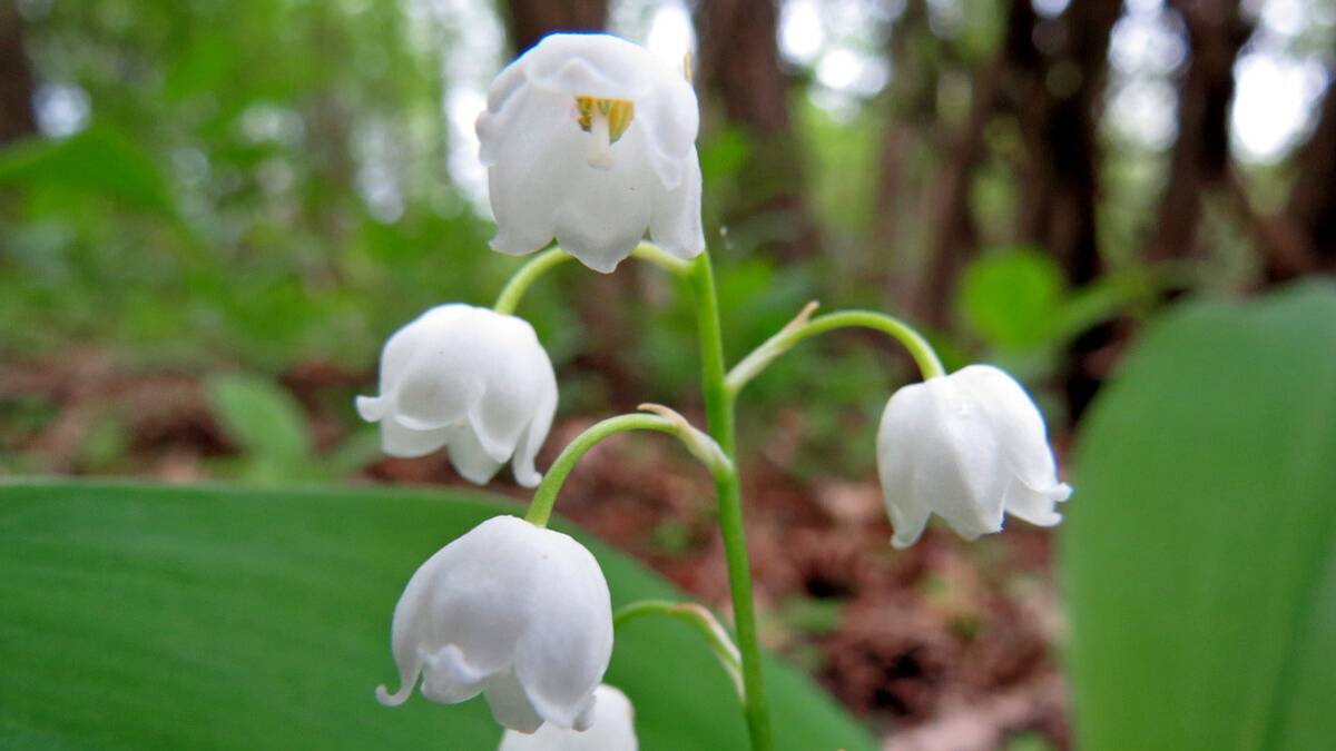 Вспомним ландыши в прохладном лесу!