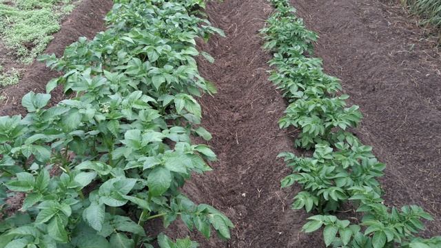 Картошка и тыква чем-то болеют:(