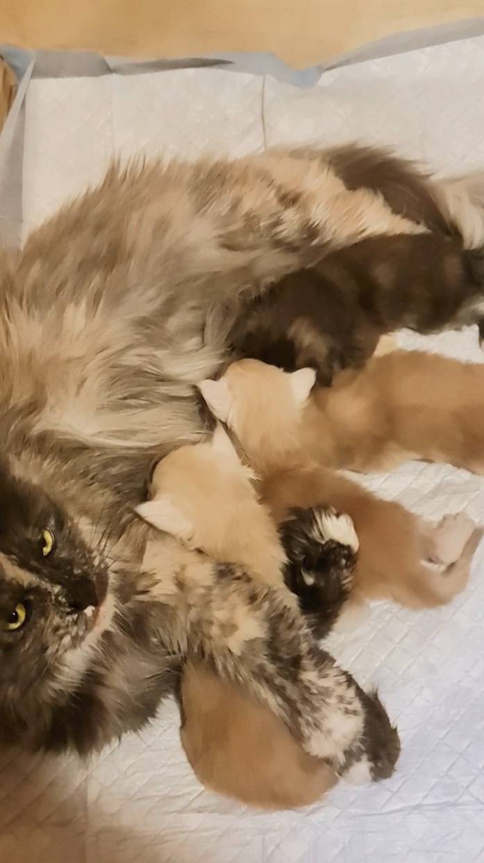 Мейн кун провинился (возраст 6 месяцев)