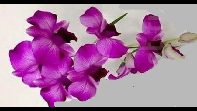 П-15 Ч-2. Дендробиум  Dragon King (variegata) посадка после распаковки посылки