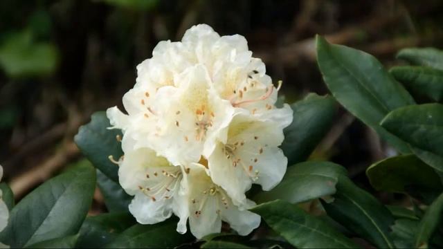 Тхачи и Чертовы Ворота