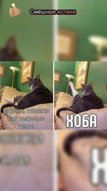 Смешные очень мемы про котиков 👍🐱😻#котики #мемы