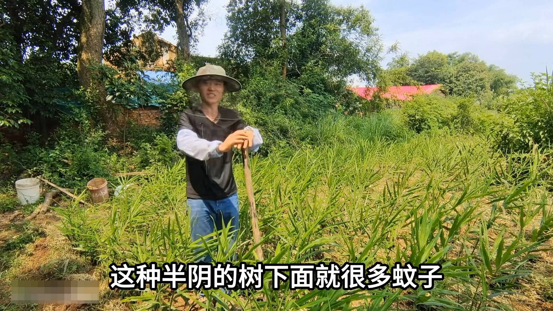 История Дацзы - Посадка мелкого желтого имбиря