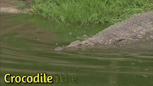 Энциклопедия животных и Давай познакомимся! Учим английские